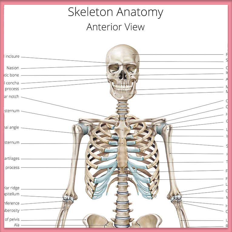 Anatomy Posters in Healthcare: Enhancing Patient Education ...